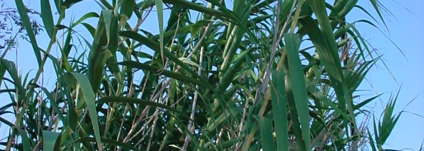 Case Study: How best to eradicate Spanish Reed | Conservation at Work